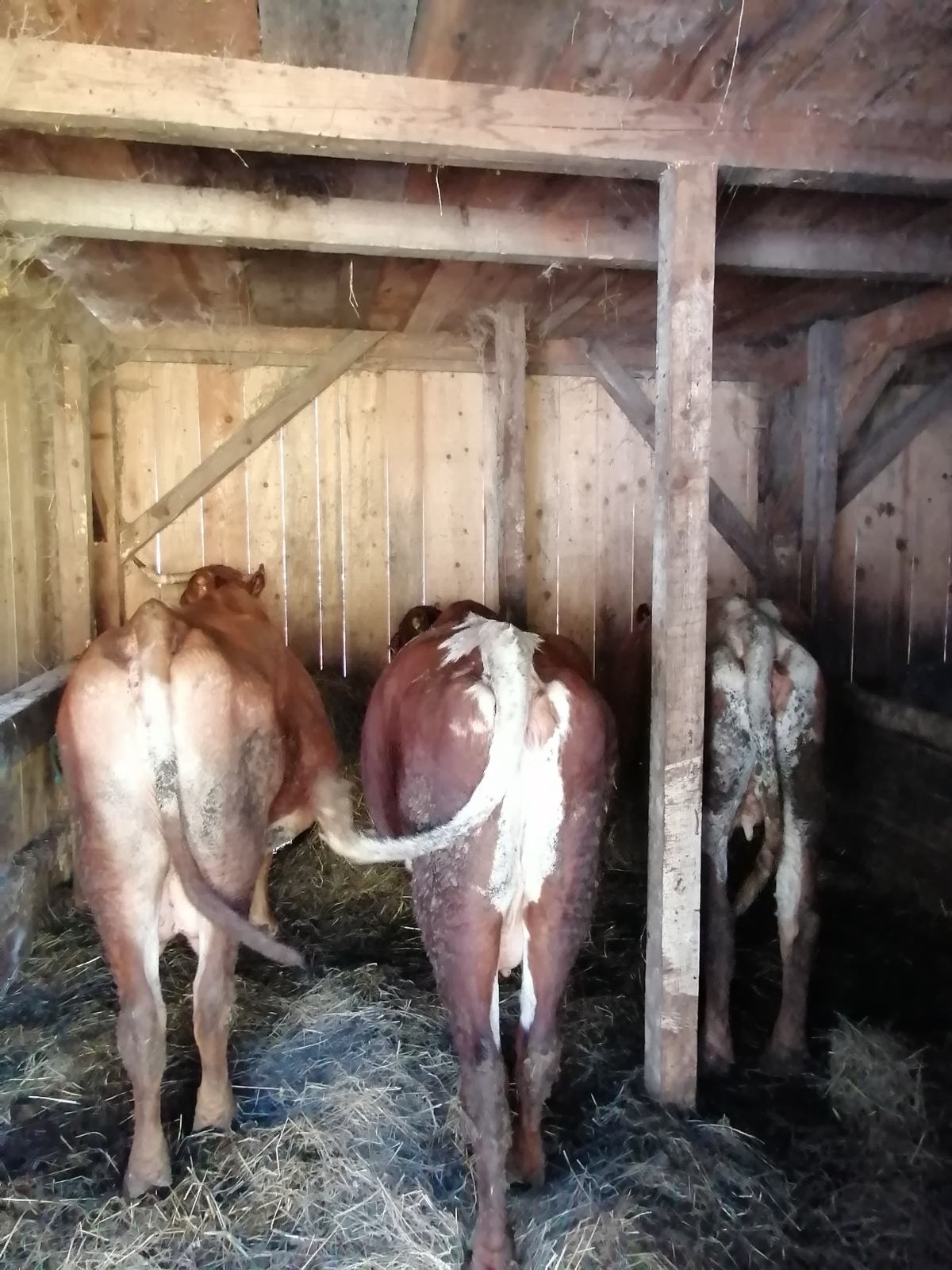 Prodam ali menjam 3 pašne krave