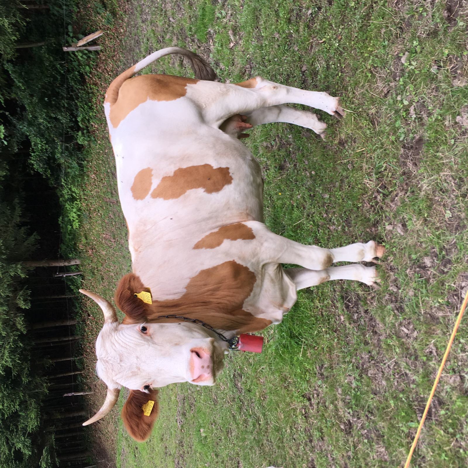 PRODAM ALI MENJAM KRAVO