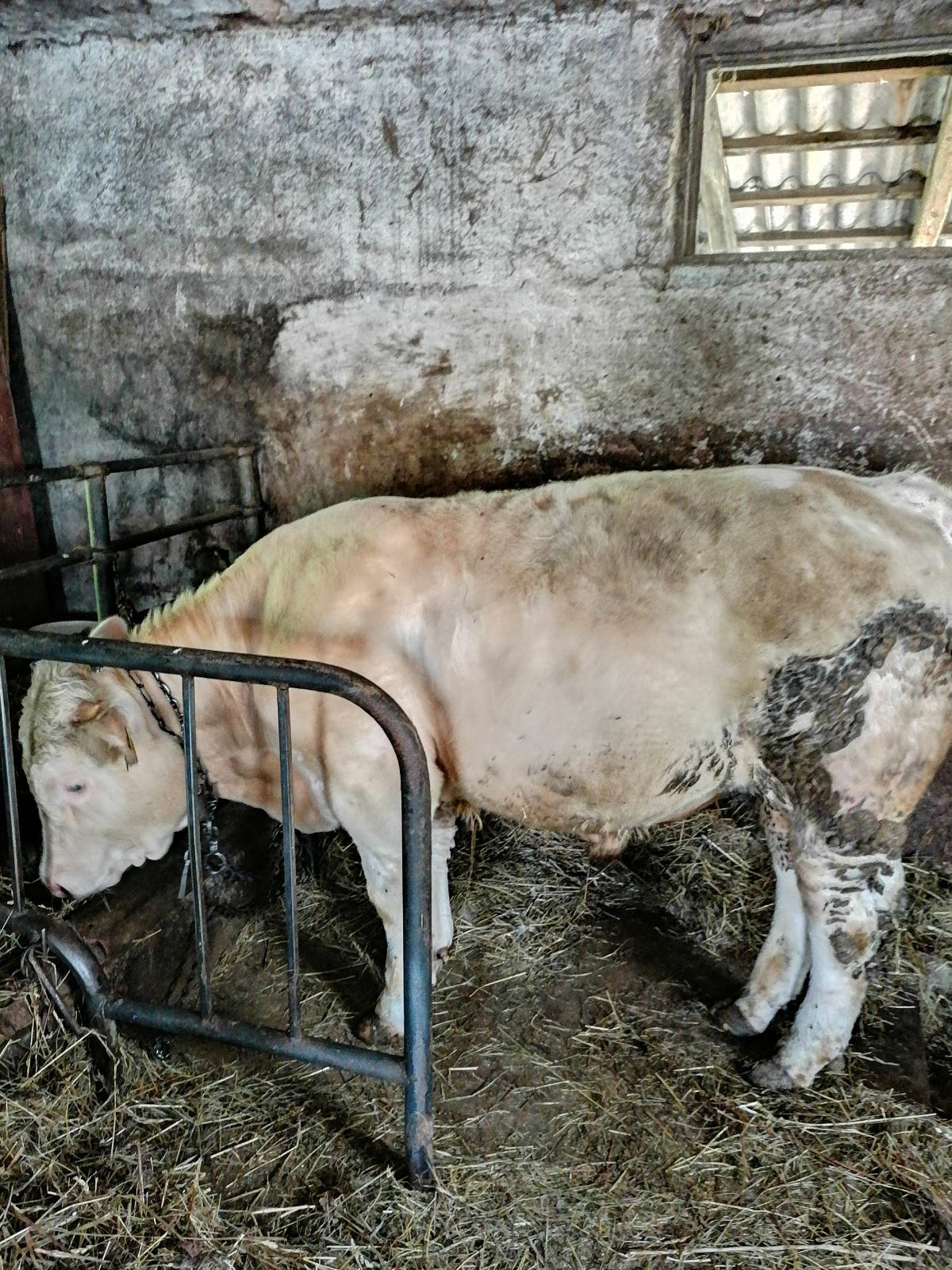 Prodam bikca - šarole.