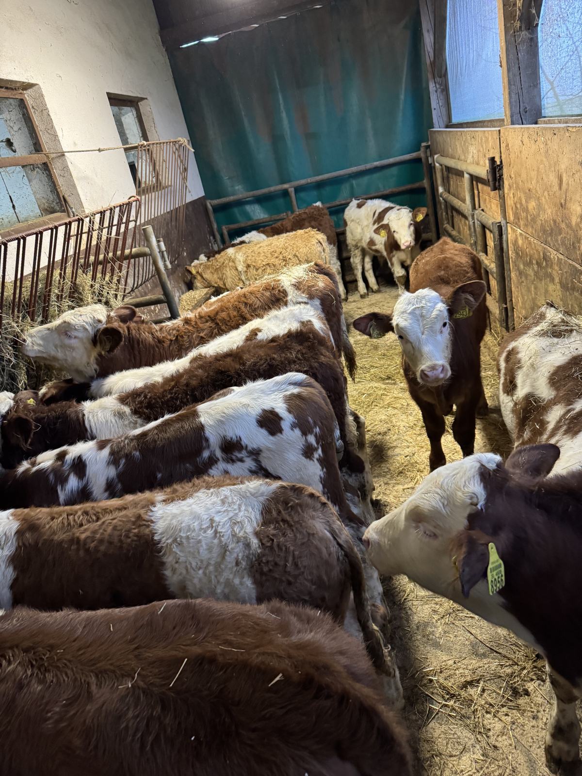 PRODAM BIKCE IN TELICE