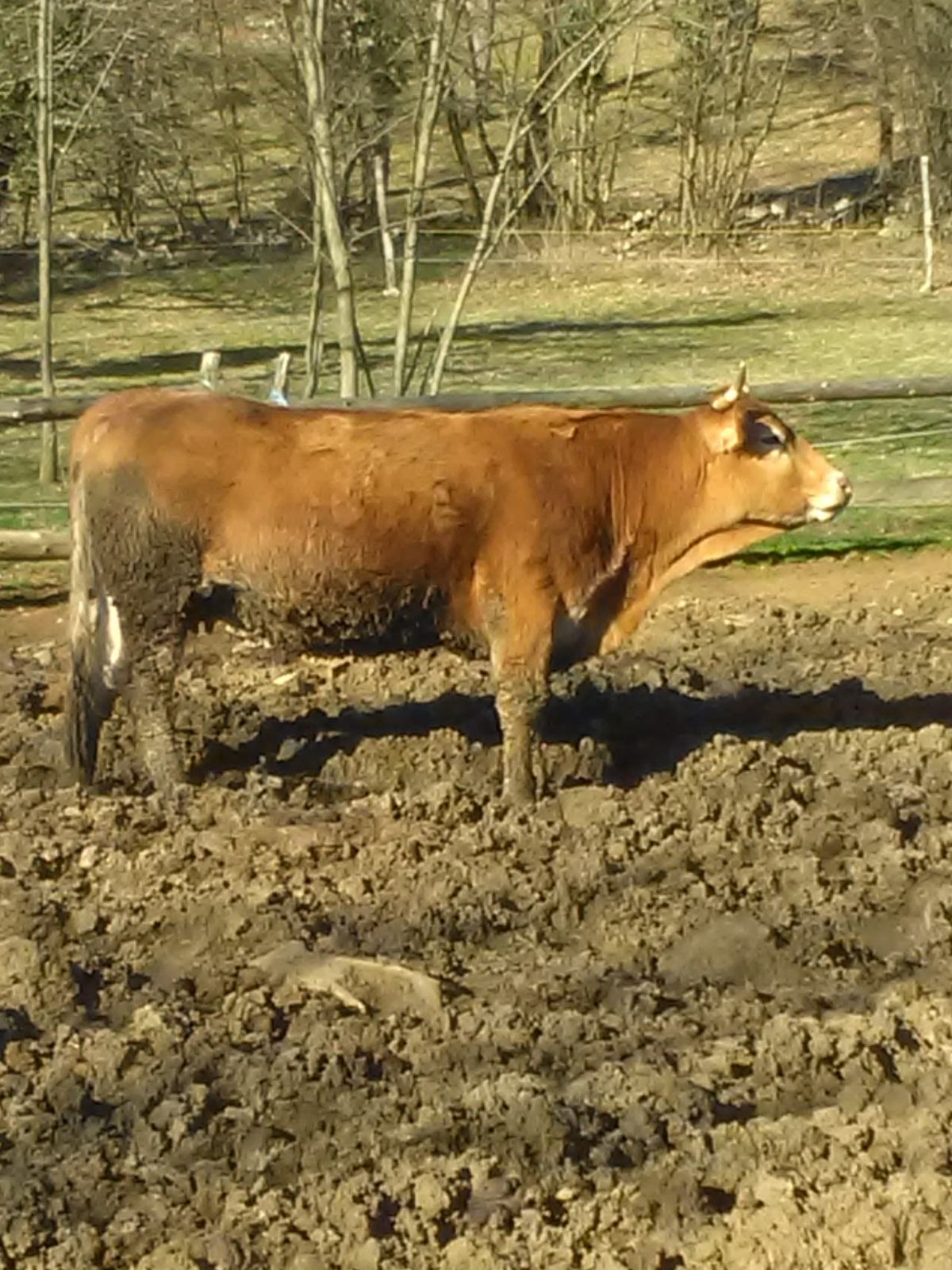 PRODAM BREJE KRAVE IN TELICO