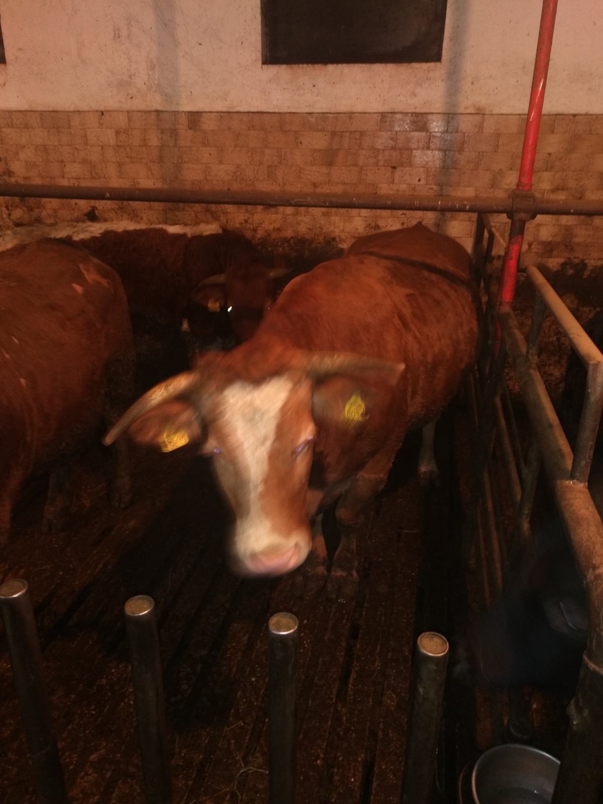 Prodam breje krave mesne pasme - možna menjava za breje cike