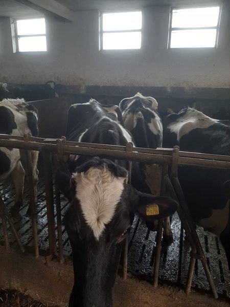 prodam breji telici čb