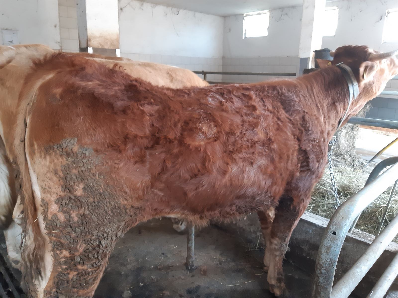 PRODAM brejo telico v osmem mescu LS-LIM