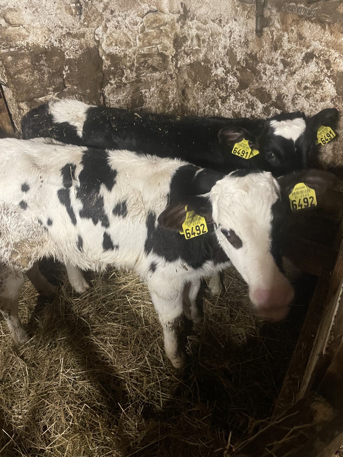 Prodam dva bikca čb