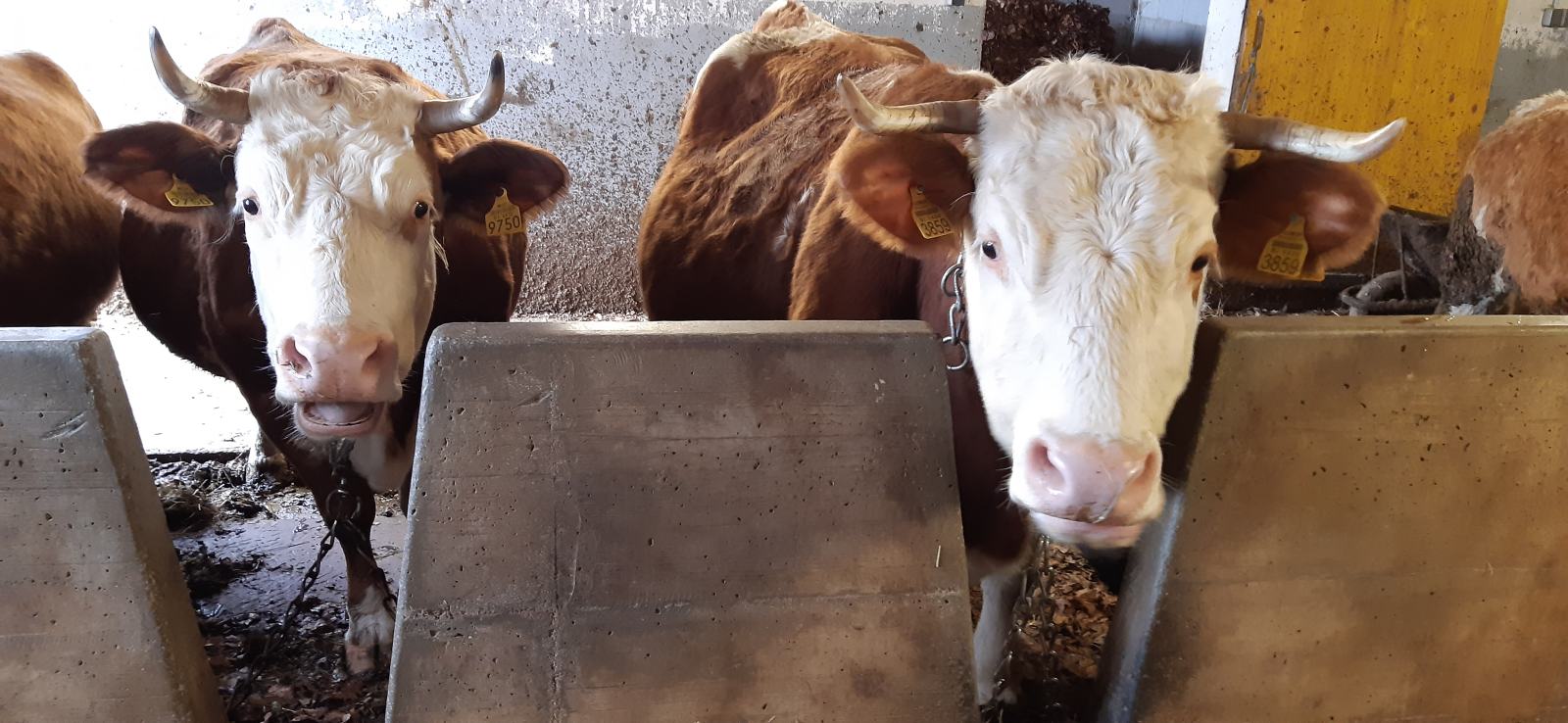 Prodam dve breji kravi