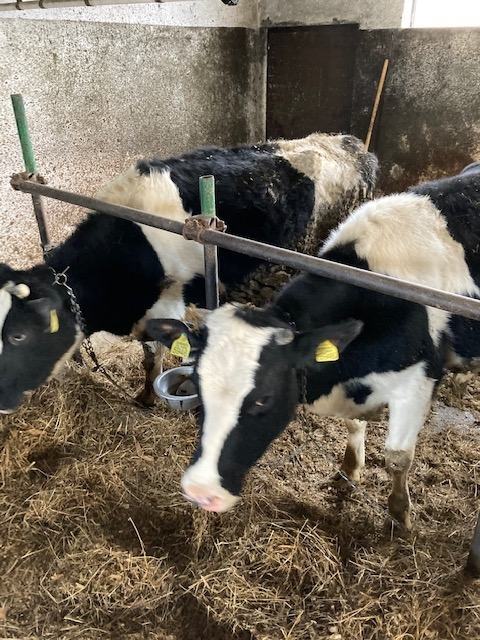 Prodam dve ČB breji telici