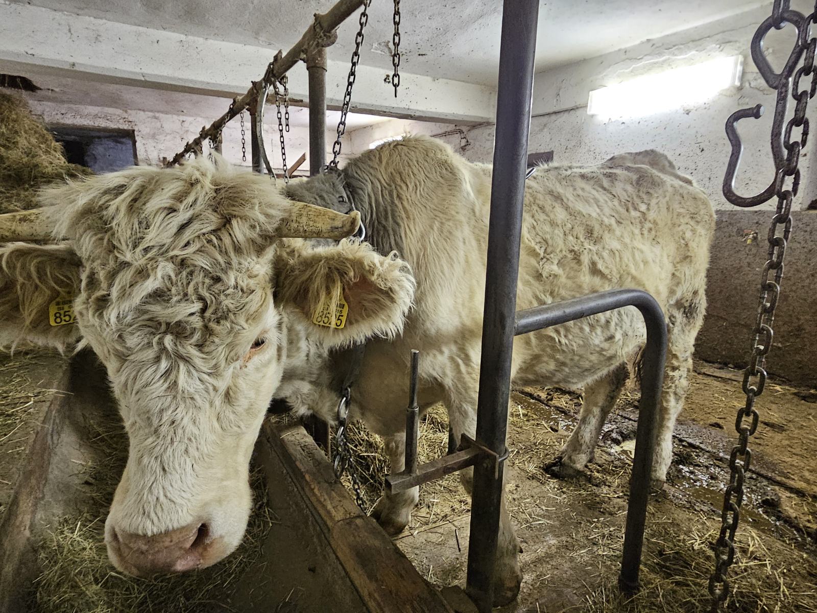 PRODAM DVE KRAVI CHA-EKO