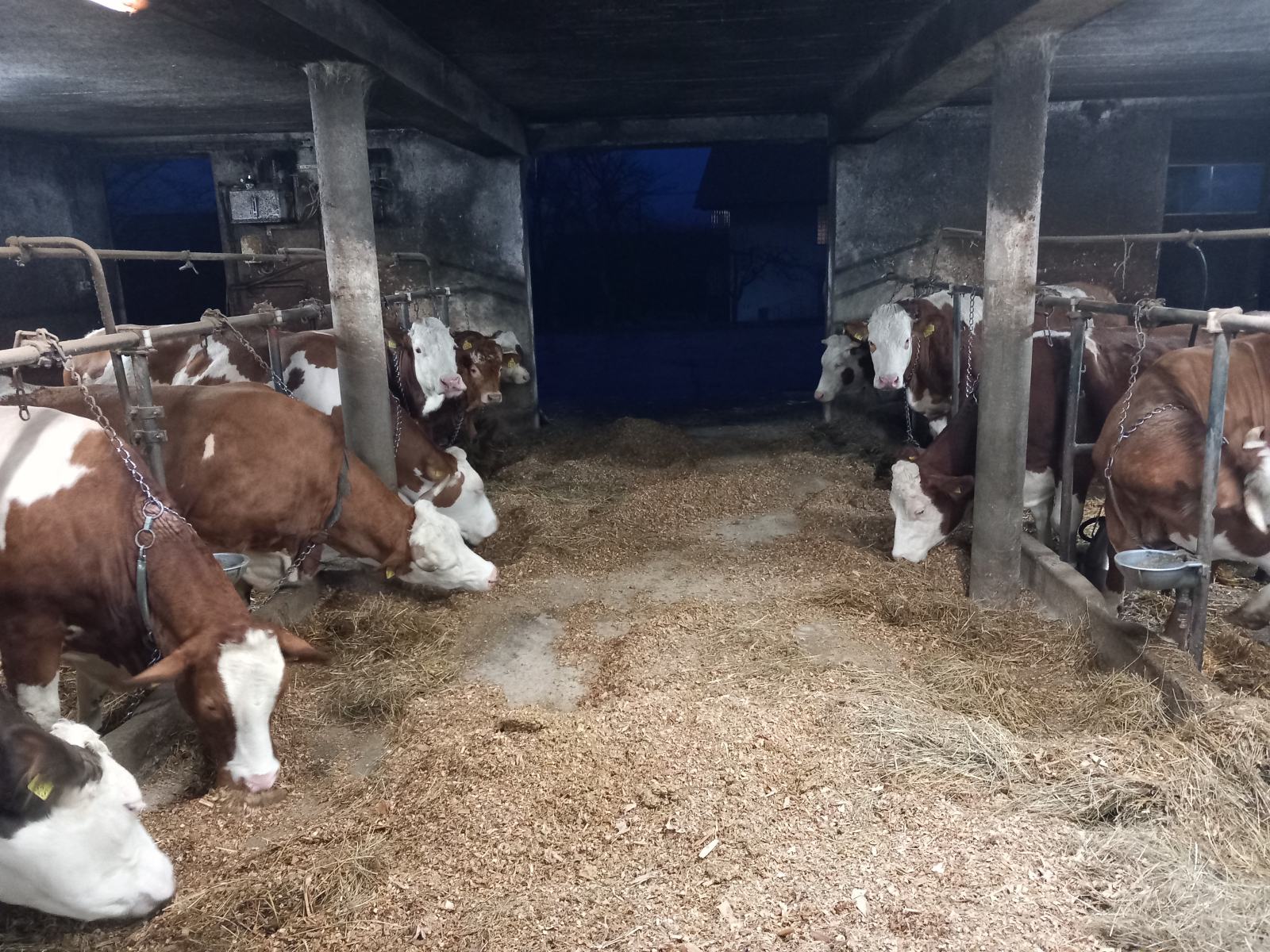 Prodam KRAVE in breje telice SIMENTALKE