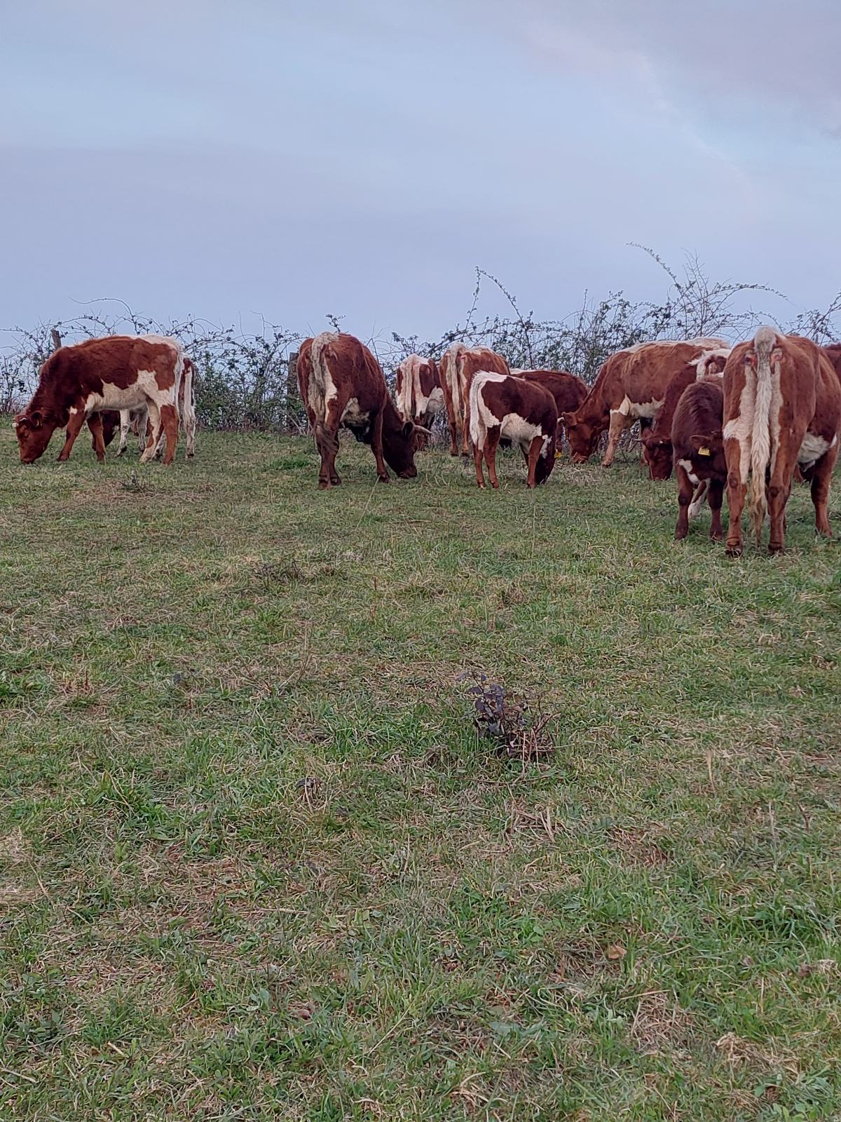 Prodam krave in telice breje