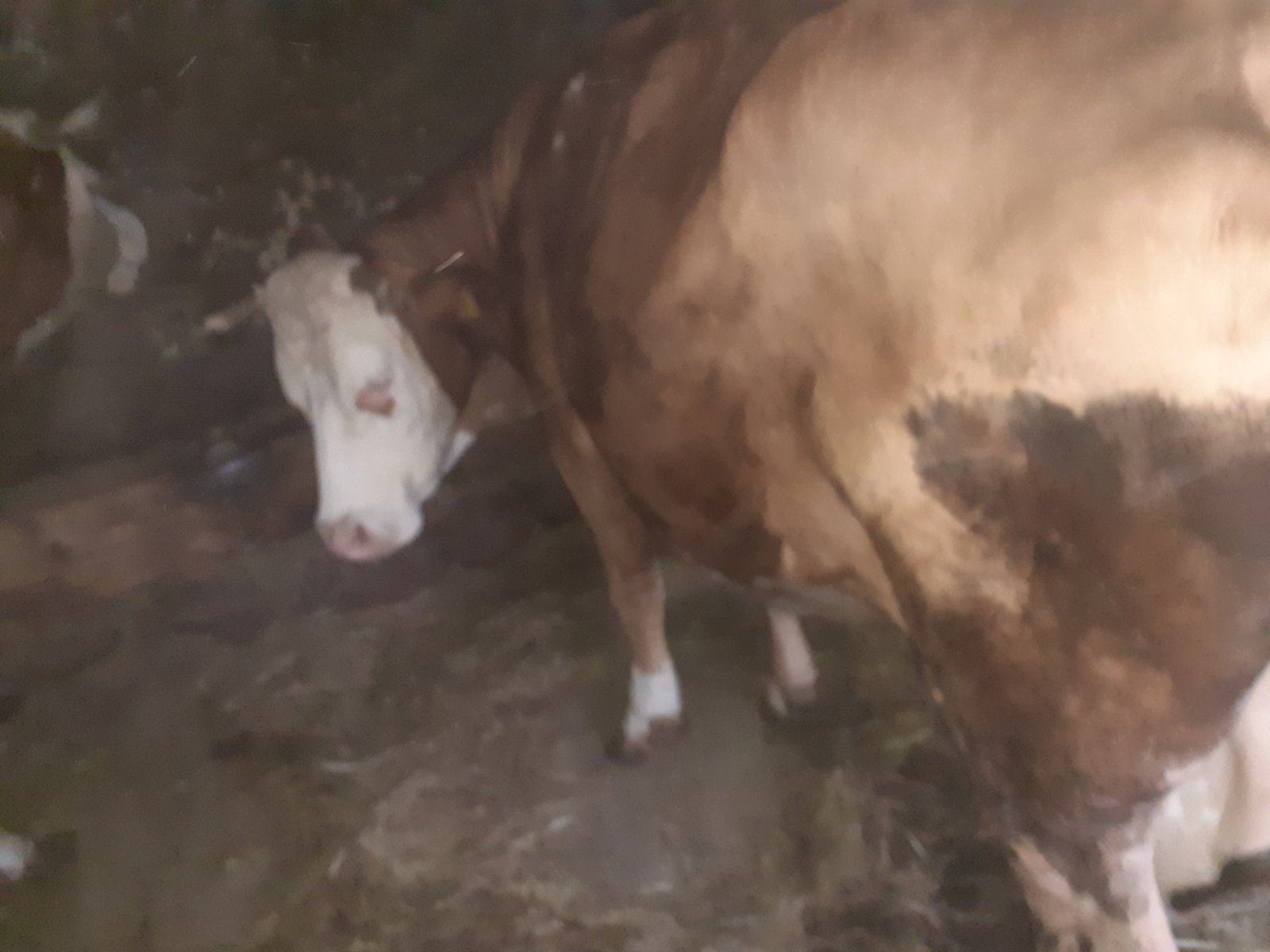 Prodam kravo 11let stara 210metra mer za zakol