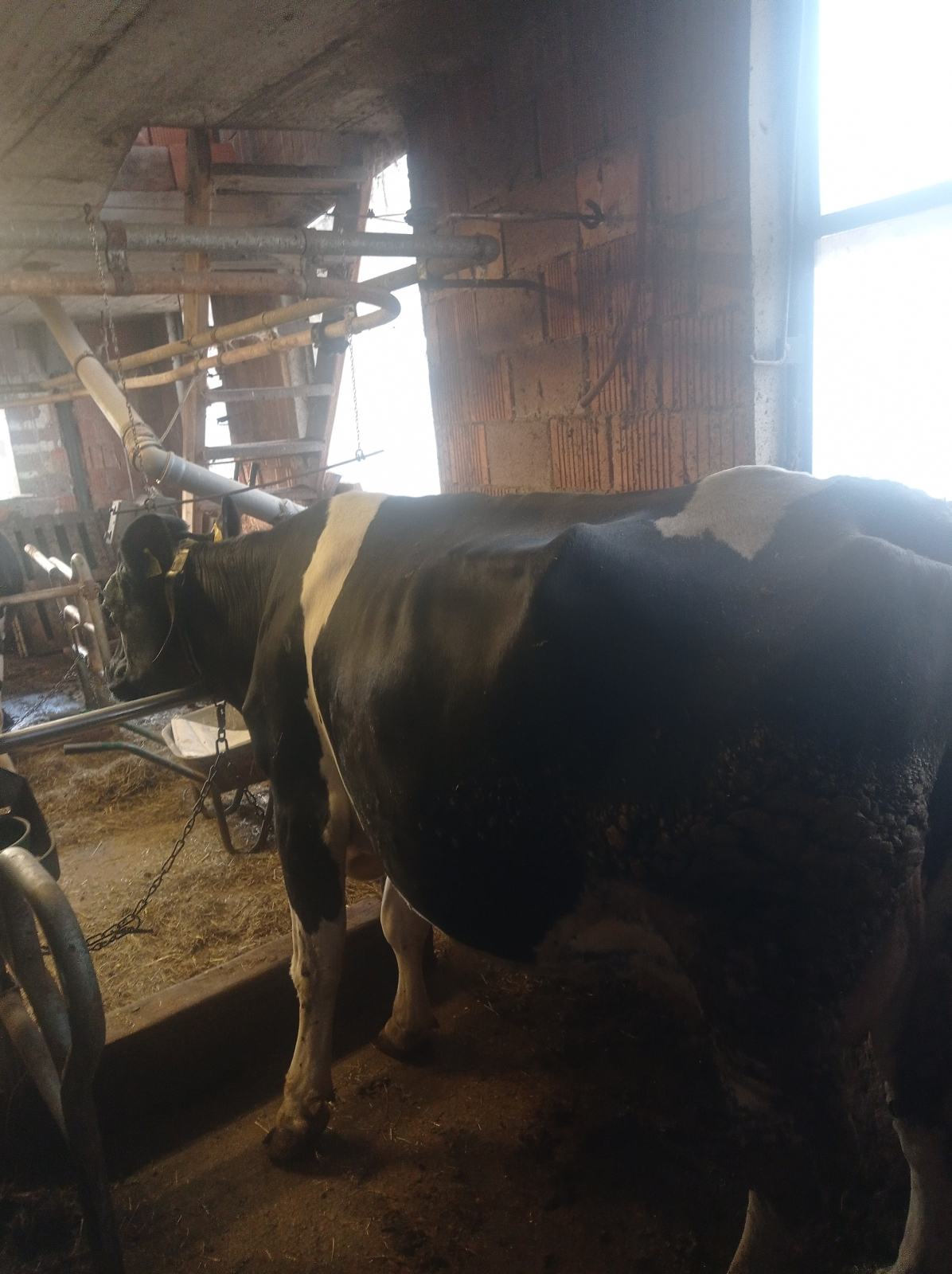 prodam kravo čb in telico