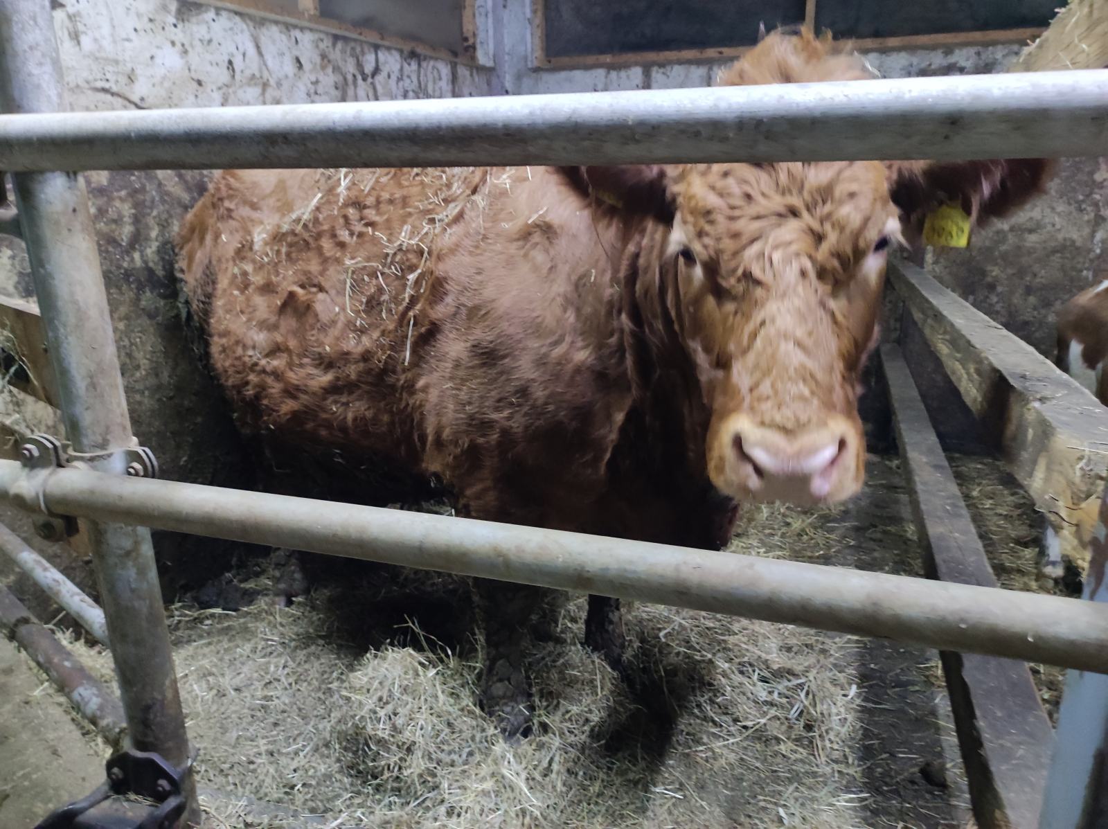 Prodam kravo čisti limuzin