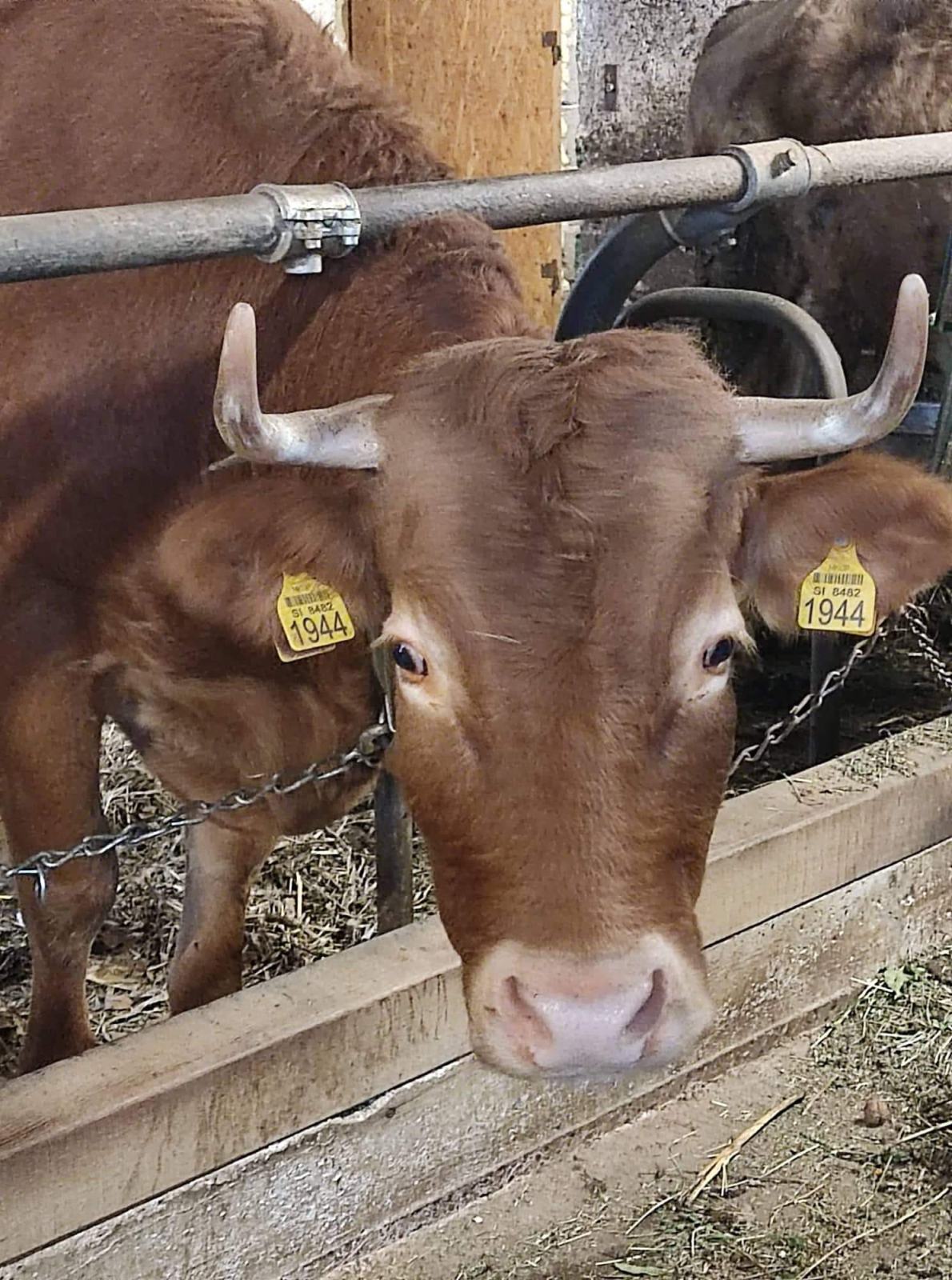 Prodam kravo in teličko