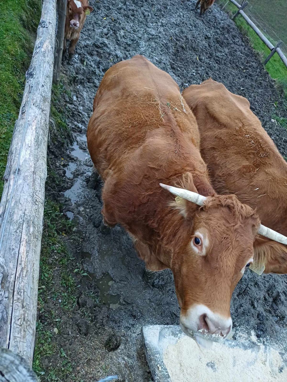 Prodam kravo Limuzin