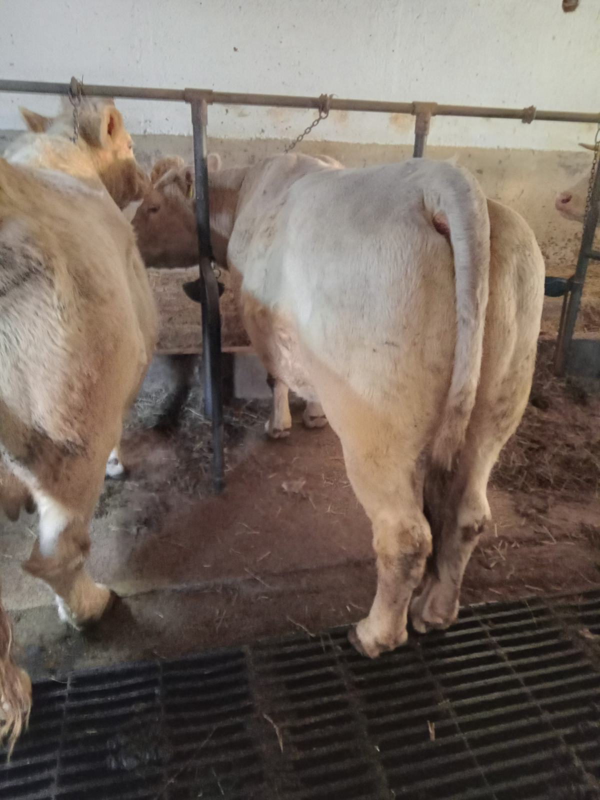 Prodam kravo šarole