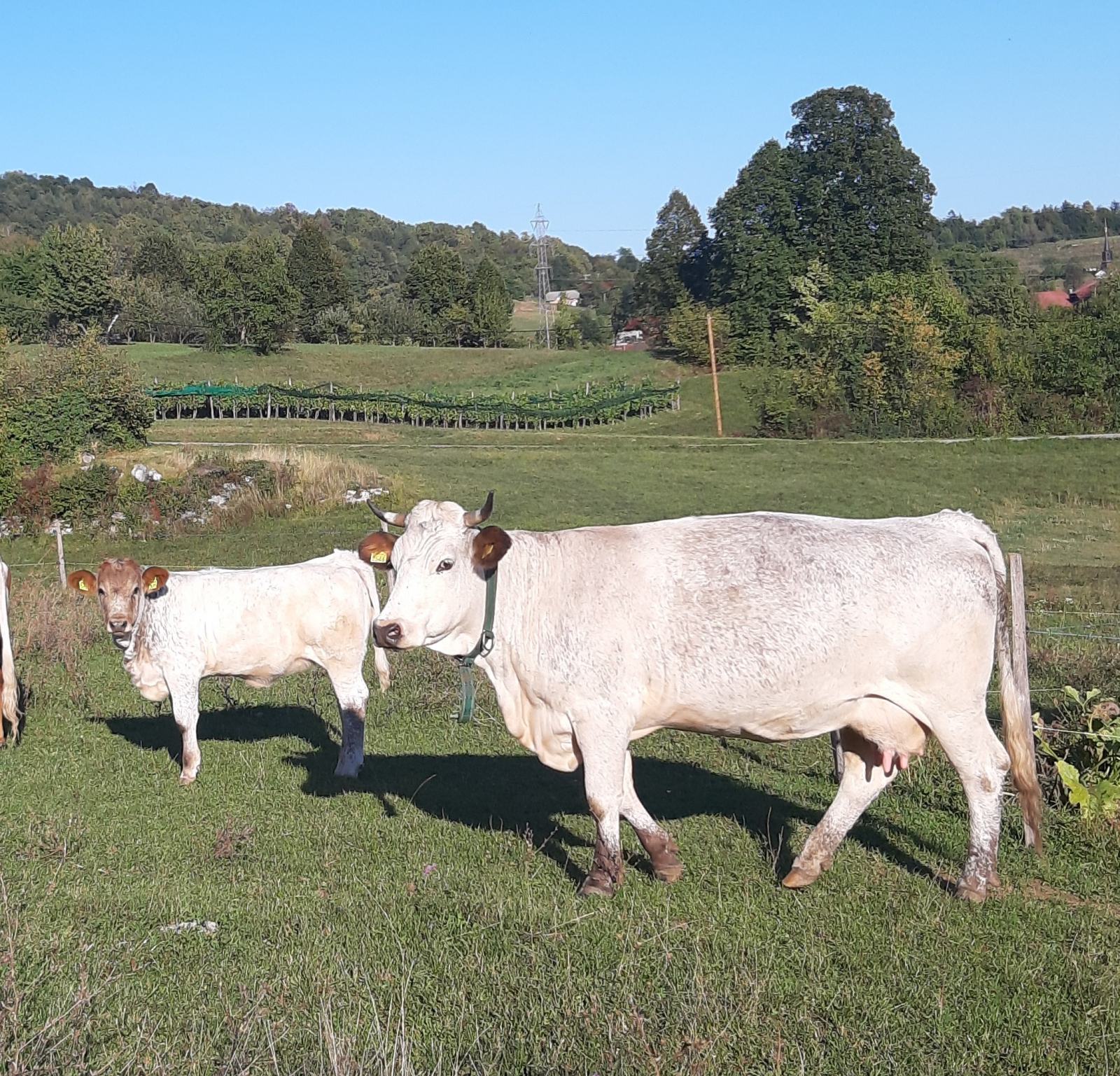 Prodam kravo s teletom