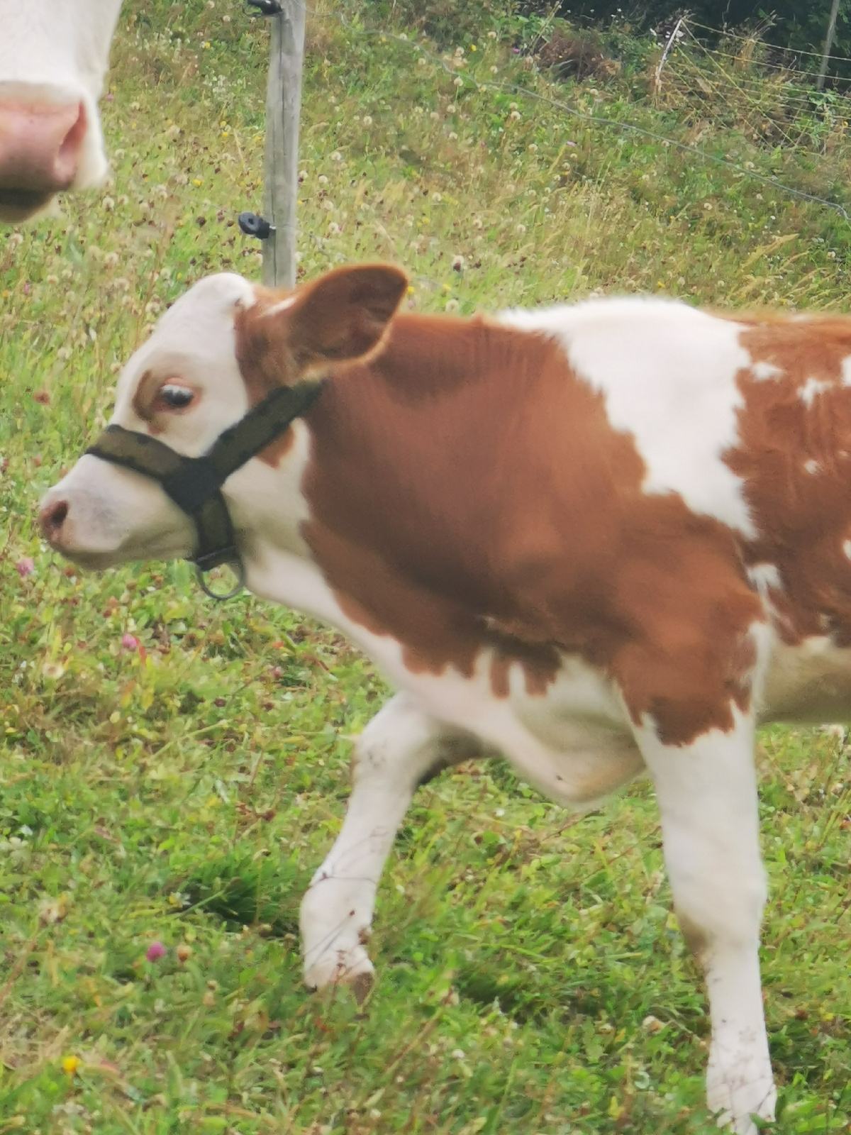 prodam kravo s teletom