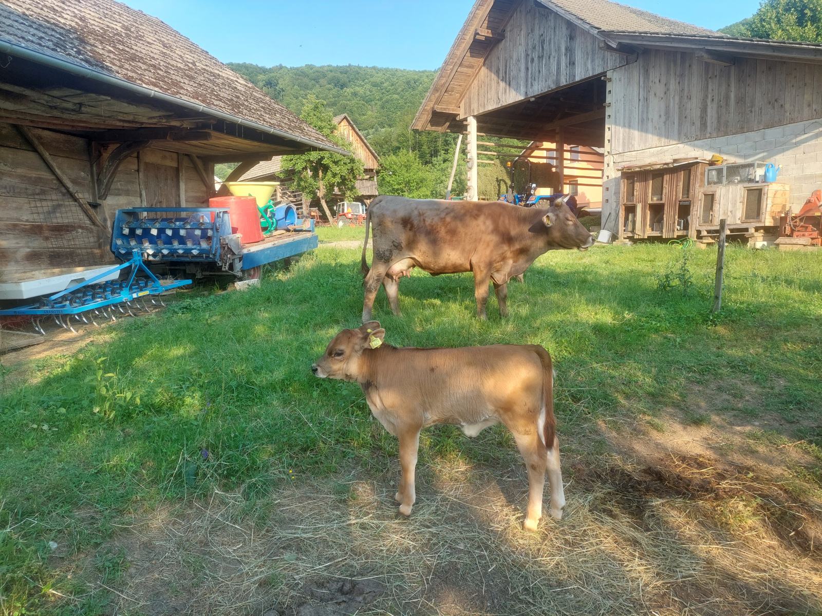 Prodam kravo s teletom