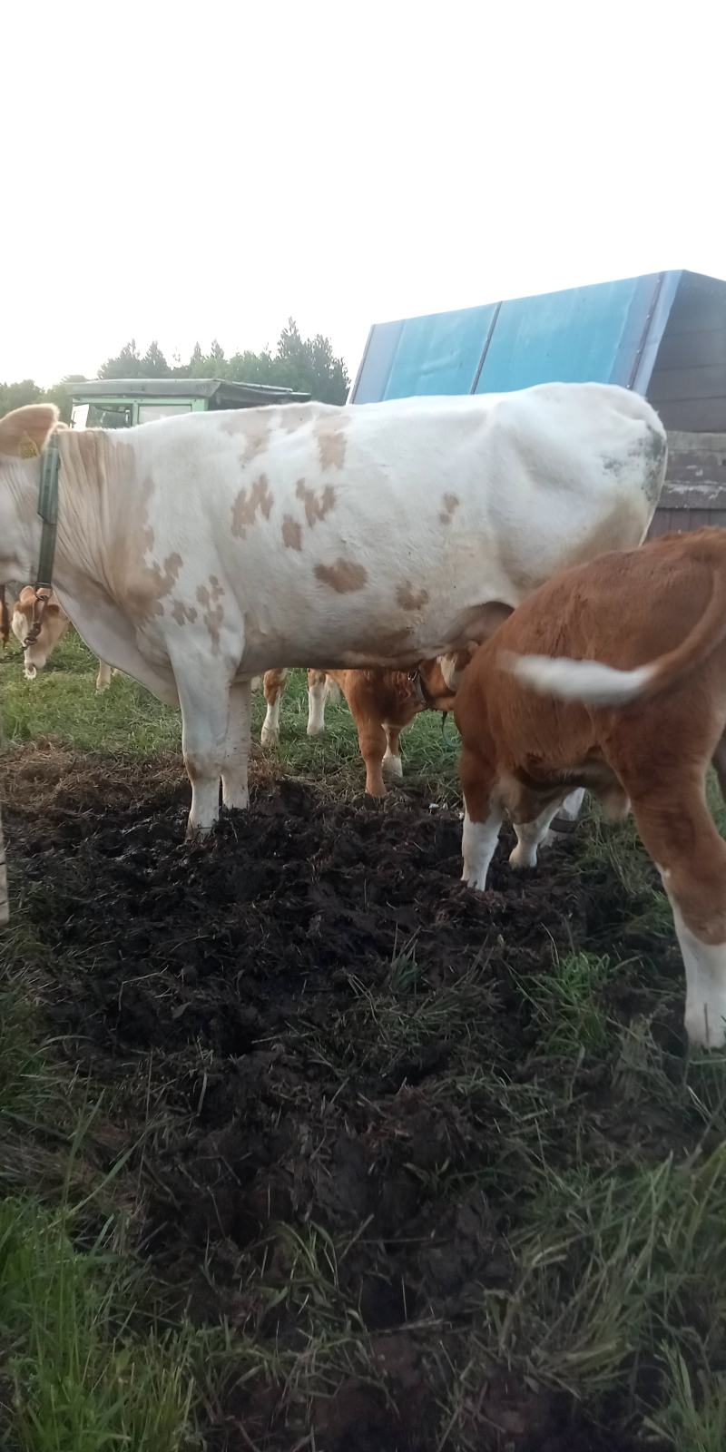 PRODAM KRAVO S TELETOM