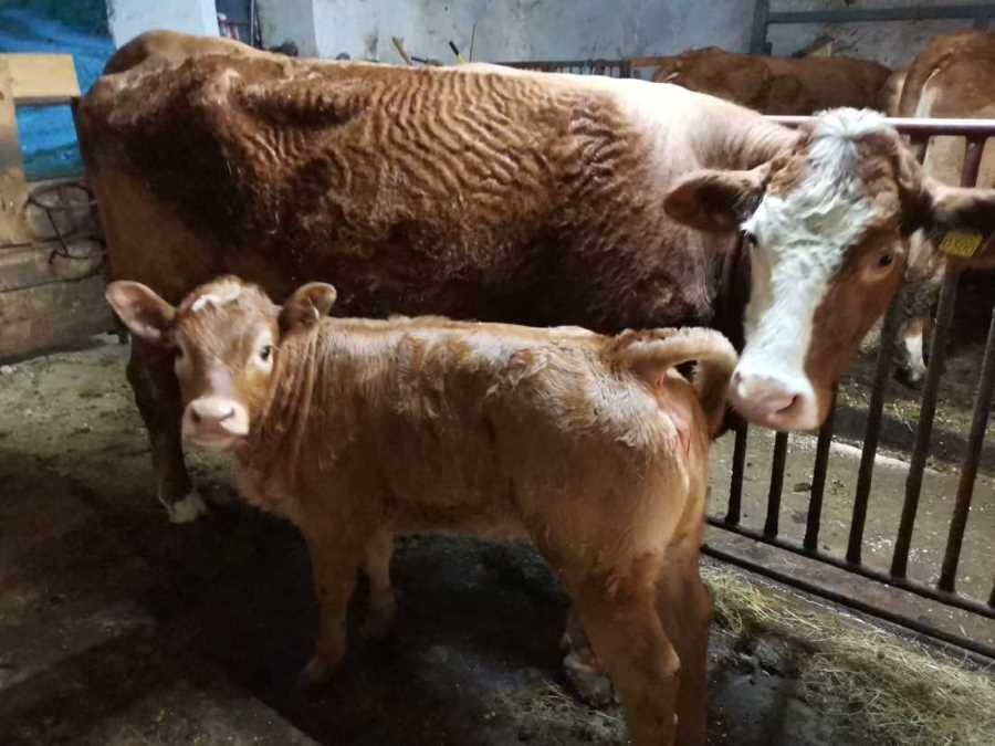 Prodam kravo s teličko, eko reja