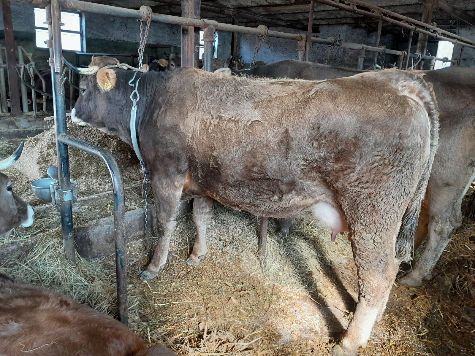 Prodam kravo s teličkom (limuzin)