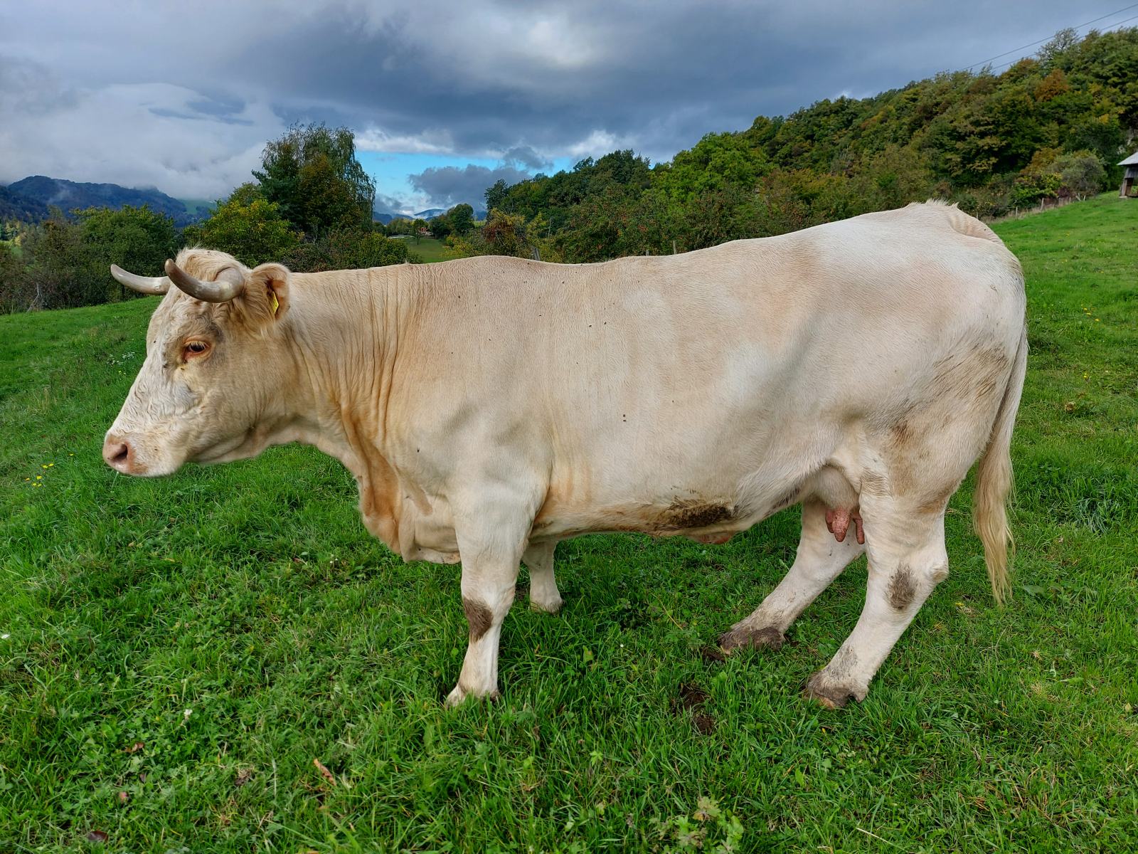 Prodam kravo s teličkom