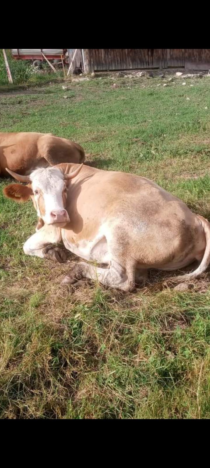 Prodam kravo tik pred porodom