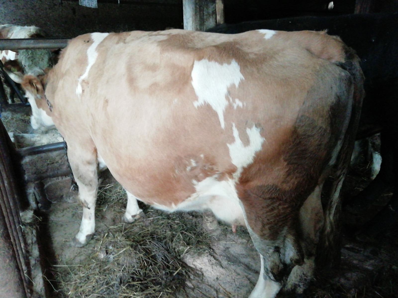 PRODAM KRAVO Z TELETOM!