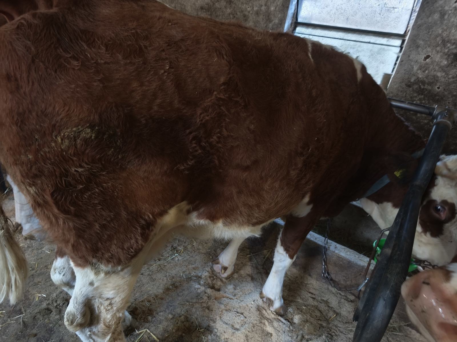 Prodam kravo za zakol.600kg.Stara 2leti in pol041487558 Šentjernej