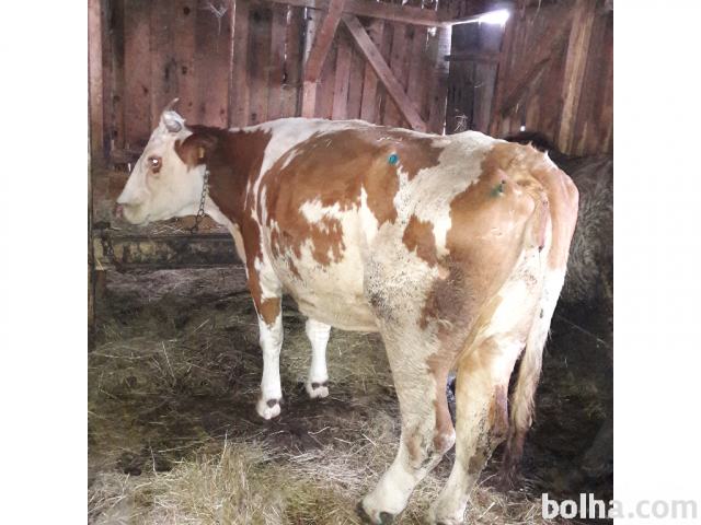 prodam kravo za zakol ali menjam za dva bikca