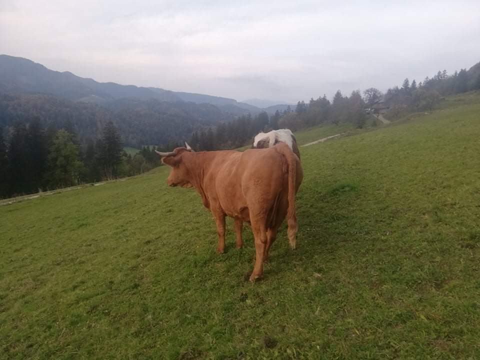 Prodam kravo za zakol