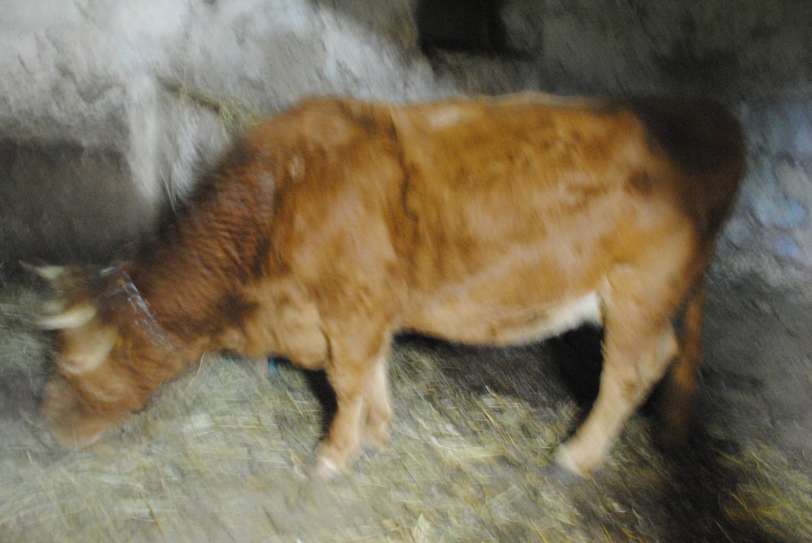 Prodam kravo za zakol