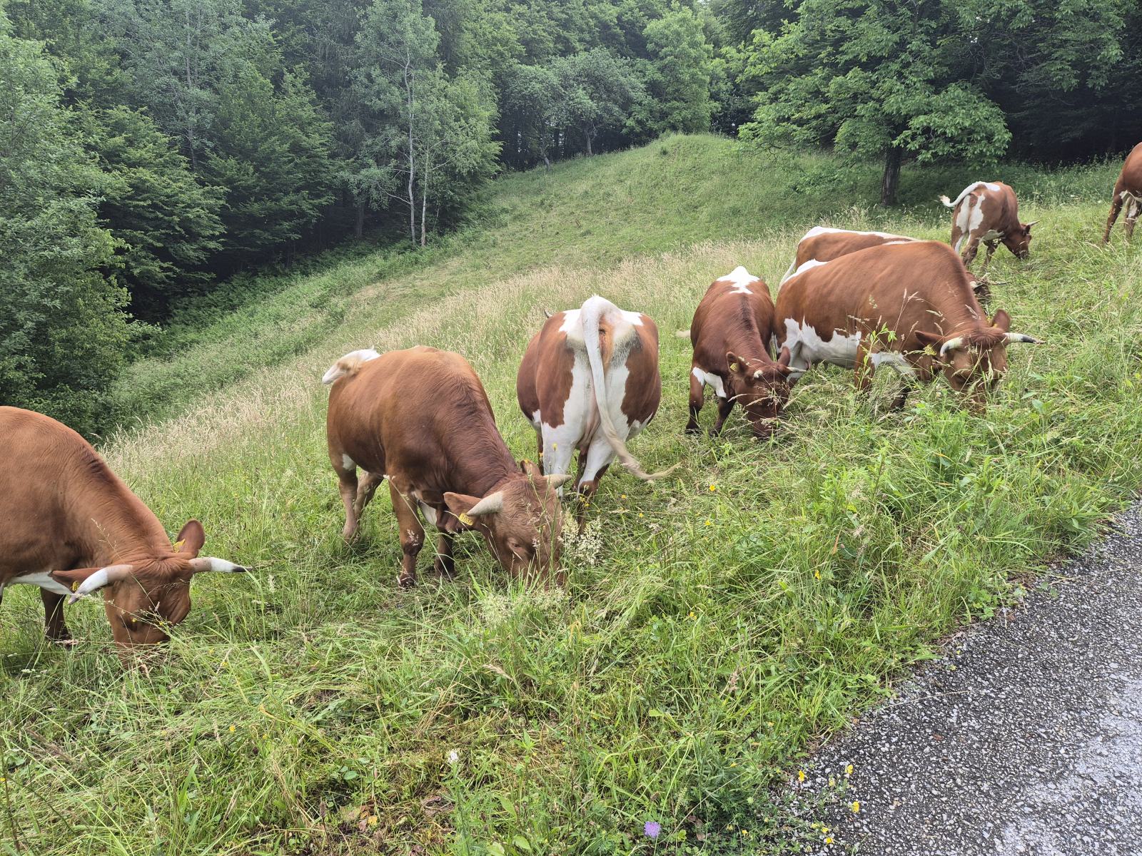 Prodam kravo za zakol