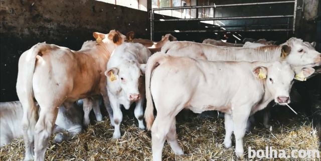 Prodam pašne bikce in telice LIMUZIN , ŠAROLE