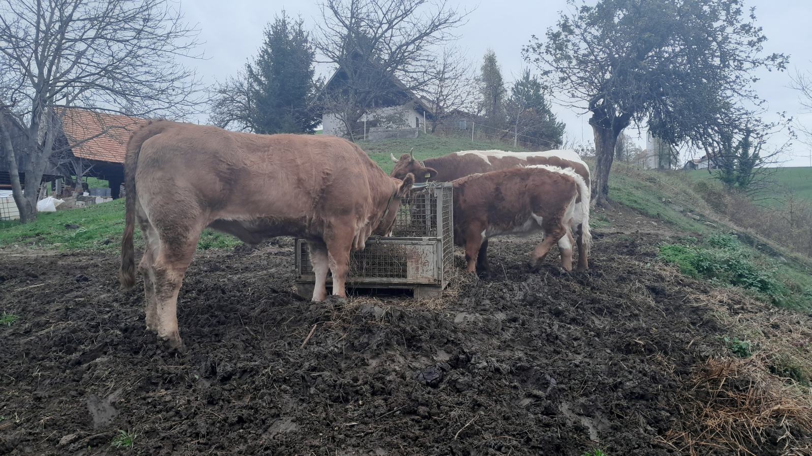 Prodam pasno telico ter kravo breji