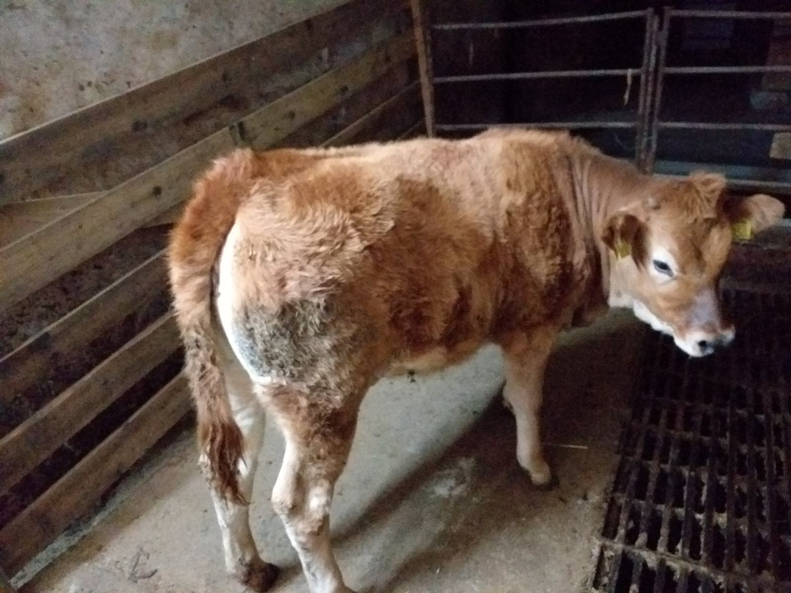 Prodam teličko ls/lim