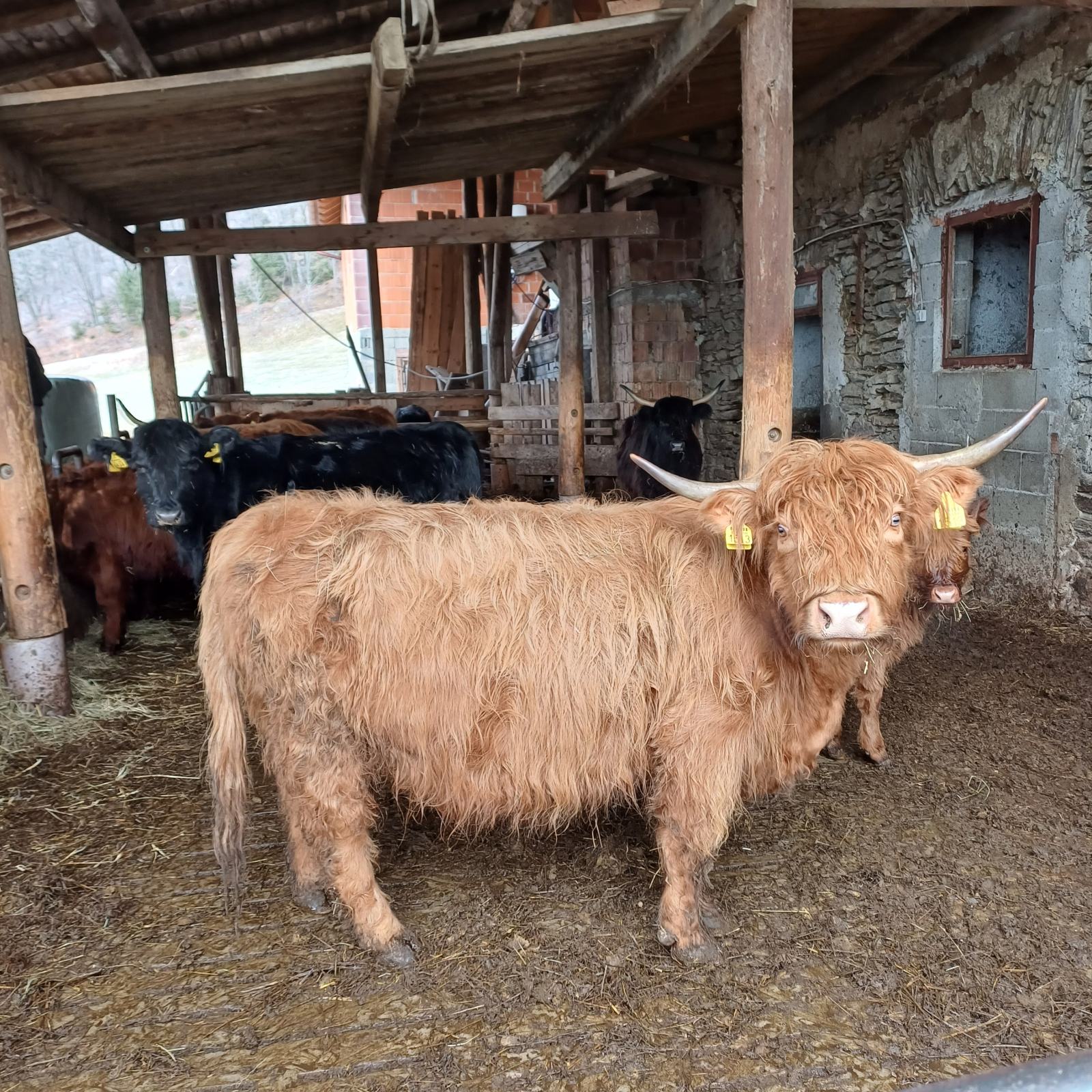 Prodamo breje krave škotsko govedo