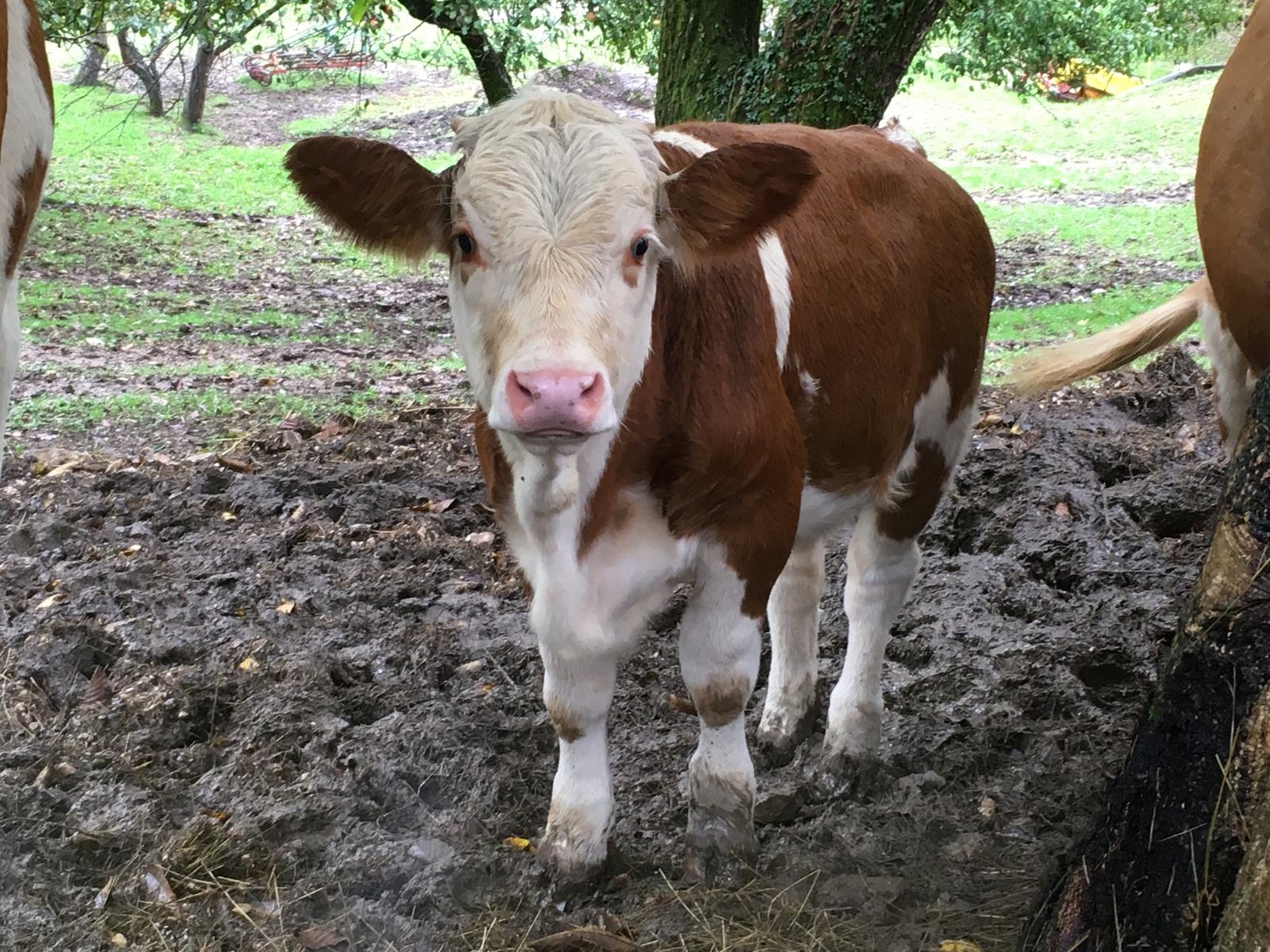 Prodamo simentalke, krave telice breje, telicke