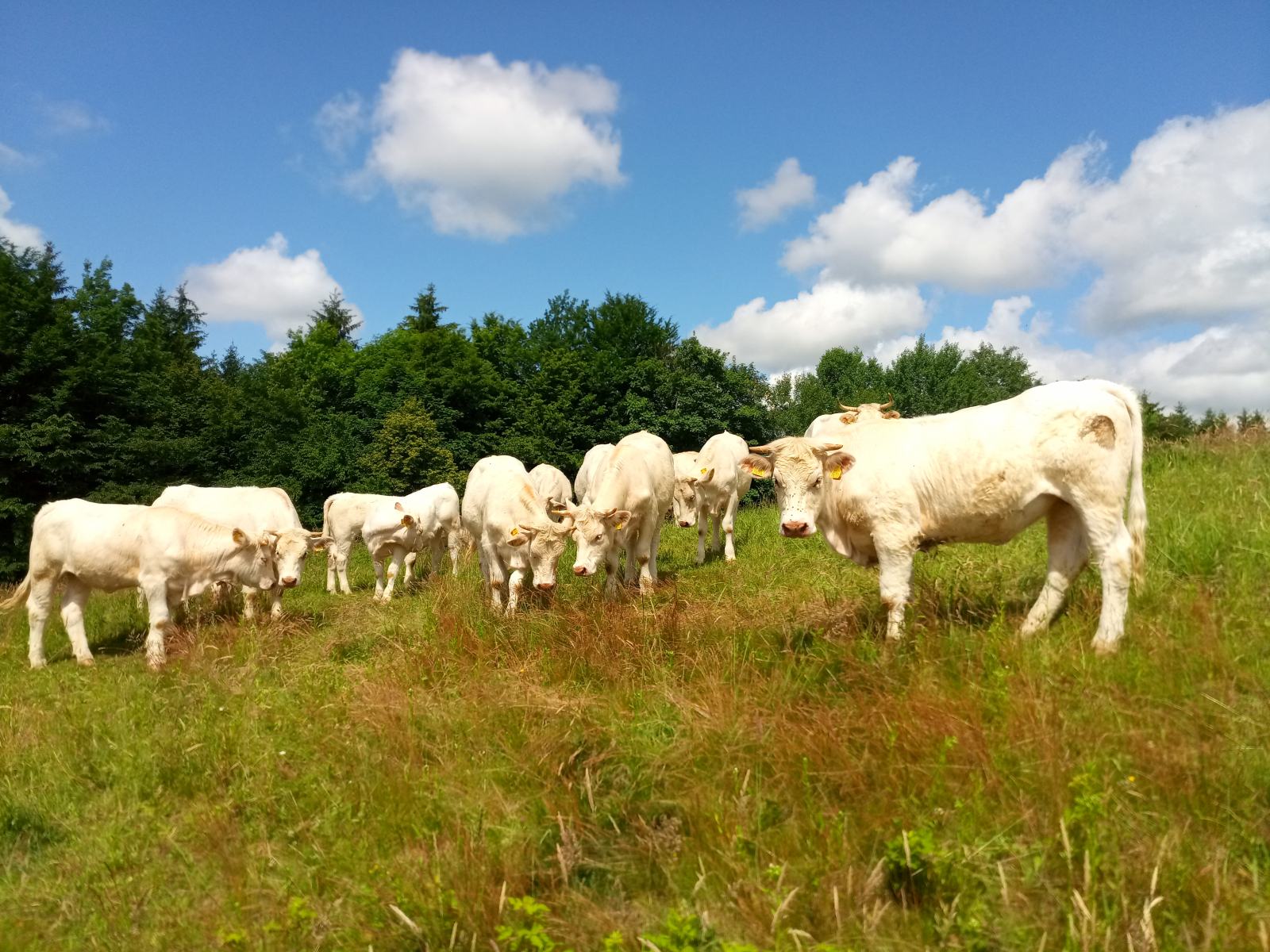 Šarole plemenske telice prodam