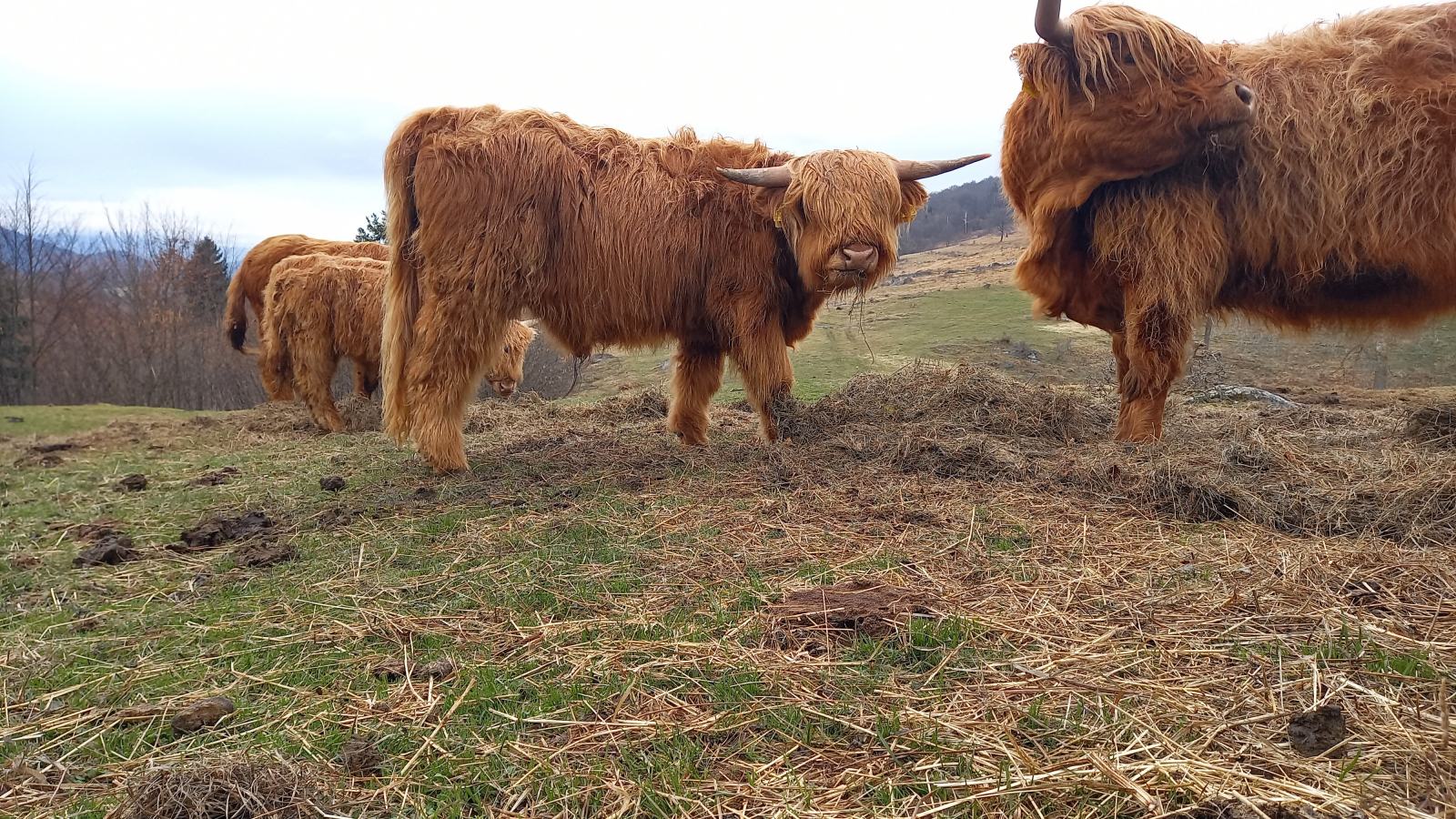 Škotsko govedo-biki