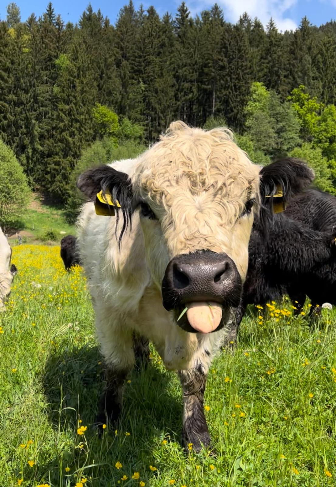 Škotsko govedo Galloway