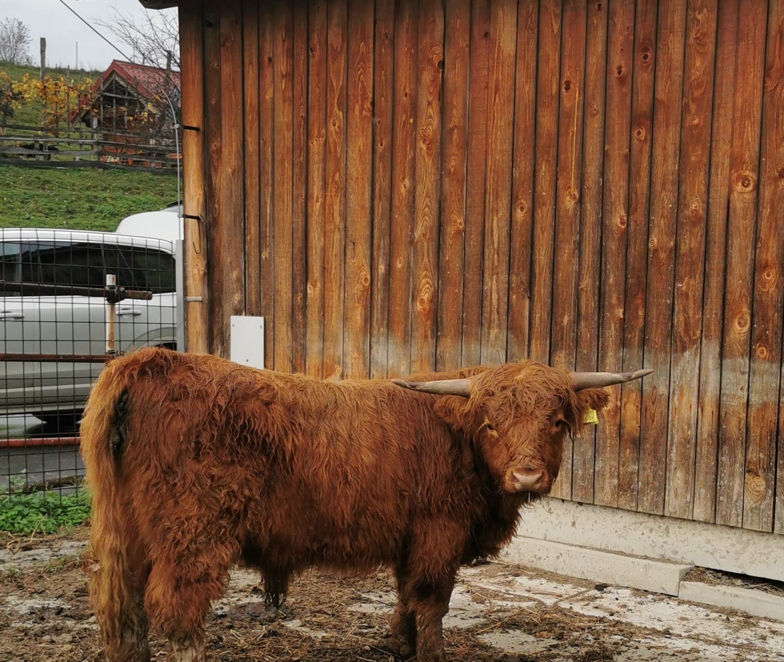 Škotsko govedo