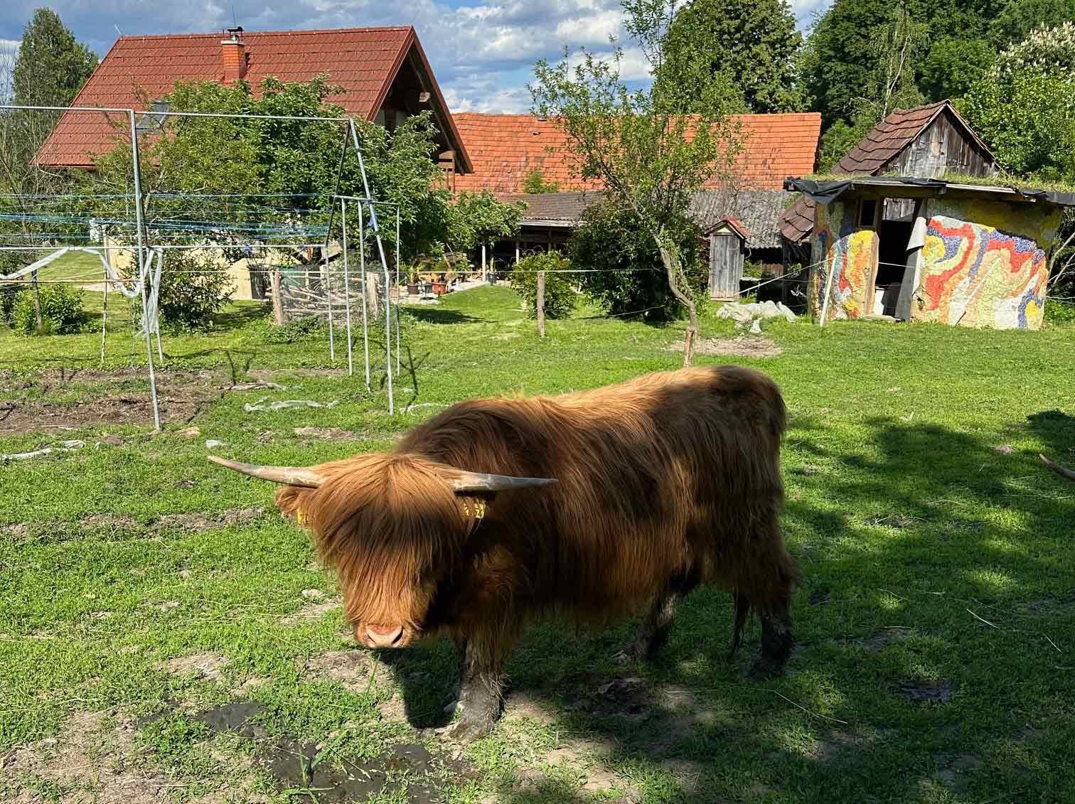 ŠKOTSKO GOVEDO več glav! Štajerska-Pomurje kraj Vratja vas