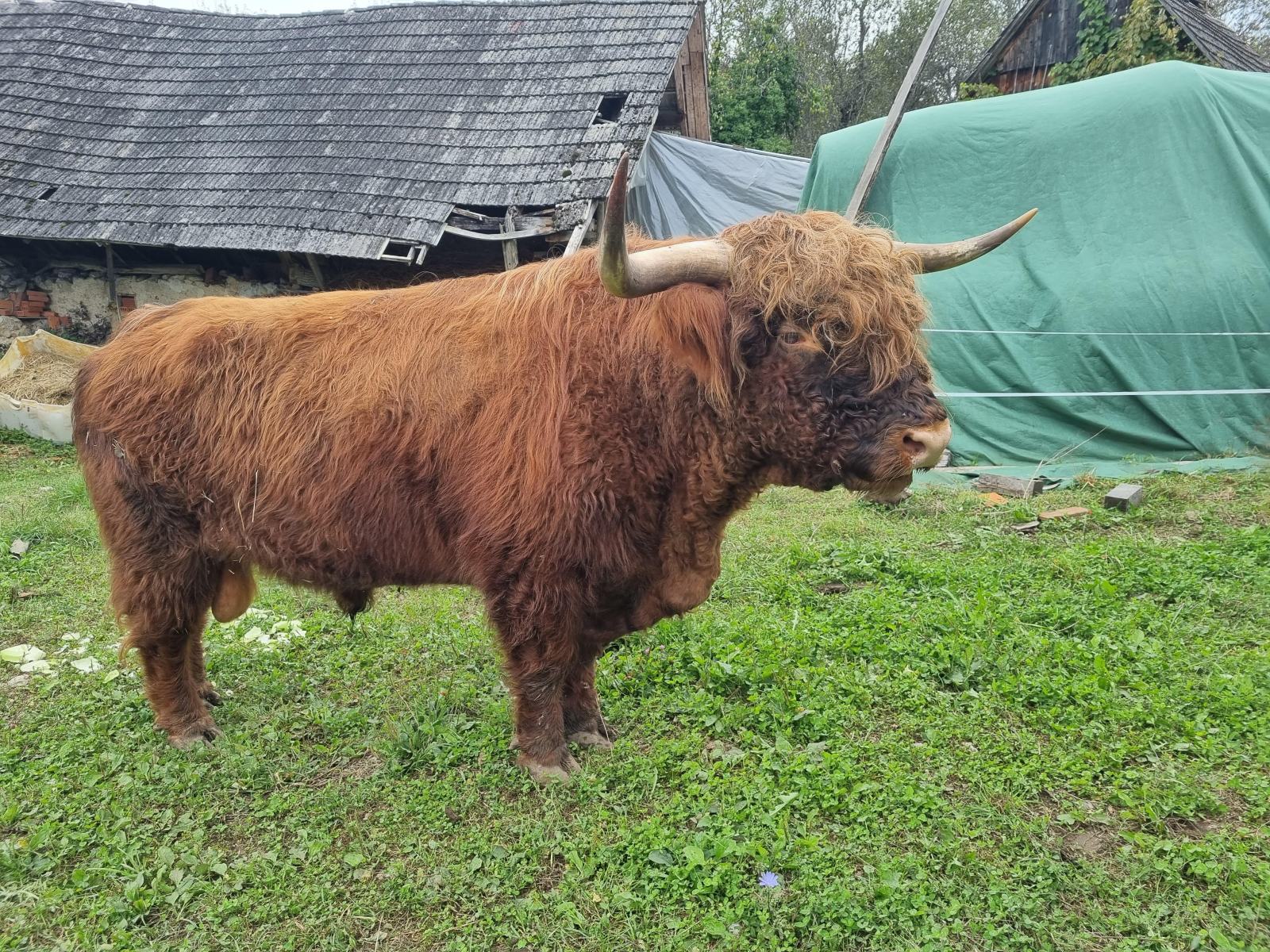Škotsko govedo - več komadov