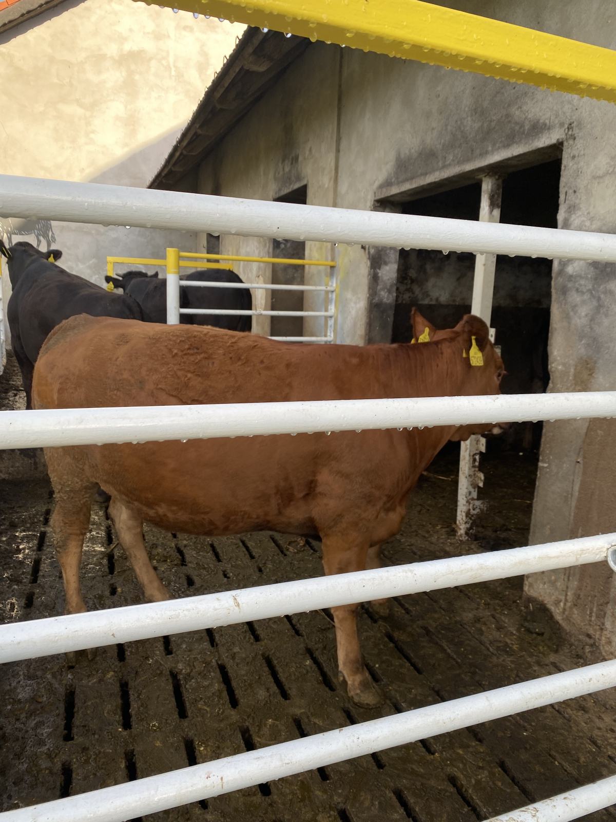 Breje telice Rdeči in Črni Angus