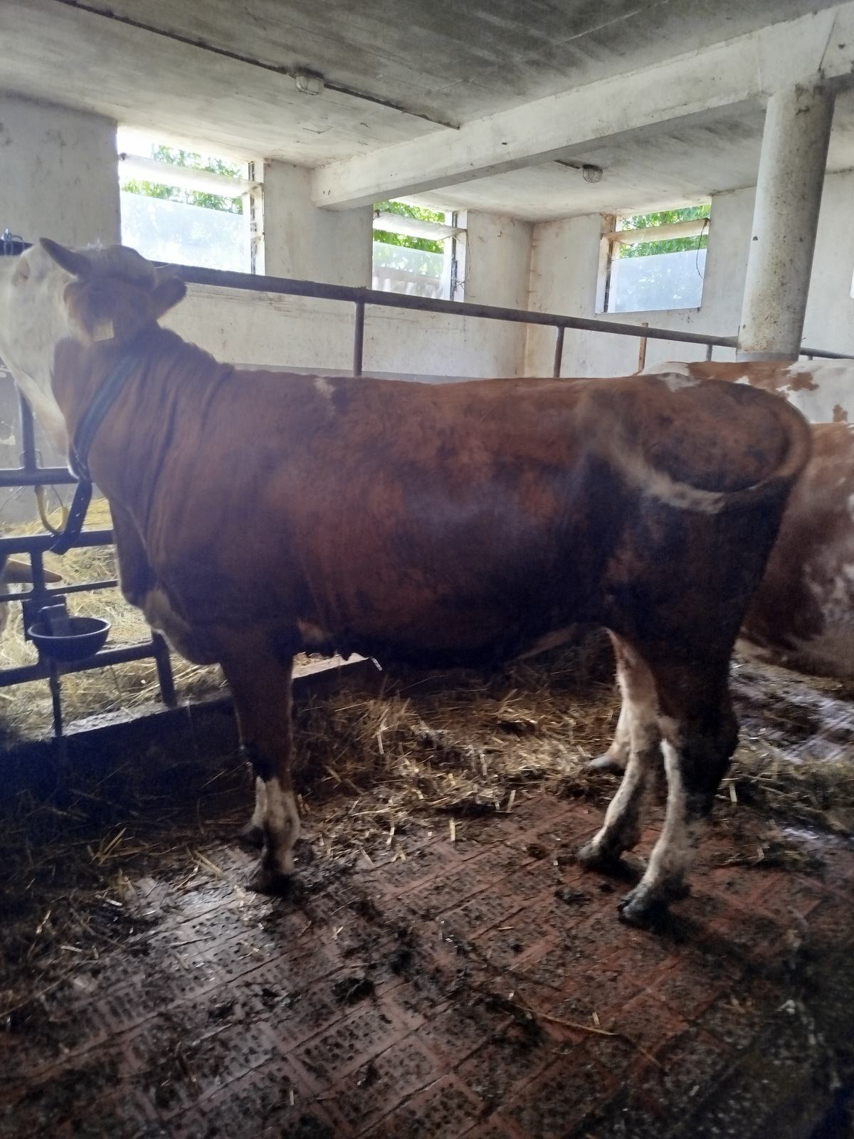 Telica simentalka - LS