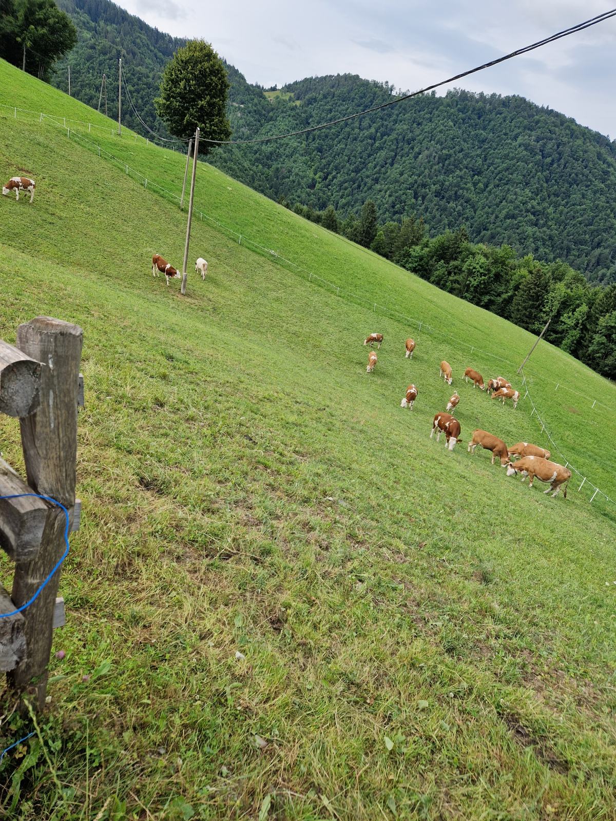 Telice LS pašne, breje