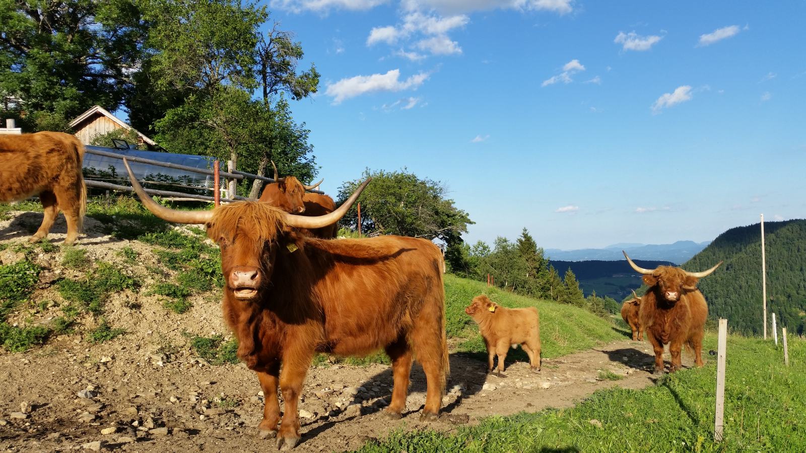 UGODNO prodamo brejo KRAVO z lanskoletnim teletom ŠKOTSKO GOVEDO!!!