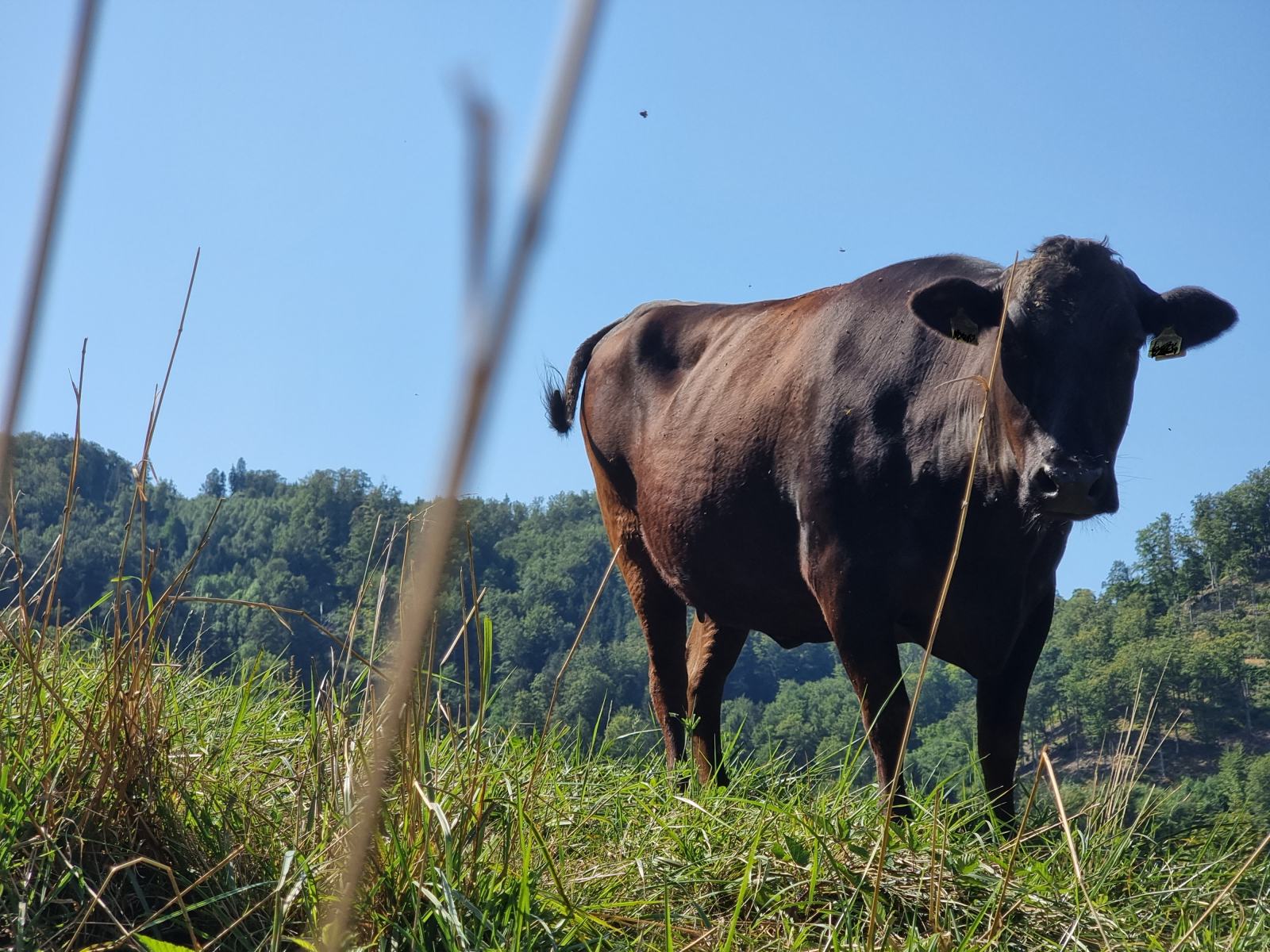 WAGYU, JAPONSKO GOVEDO
